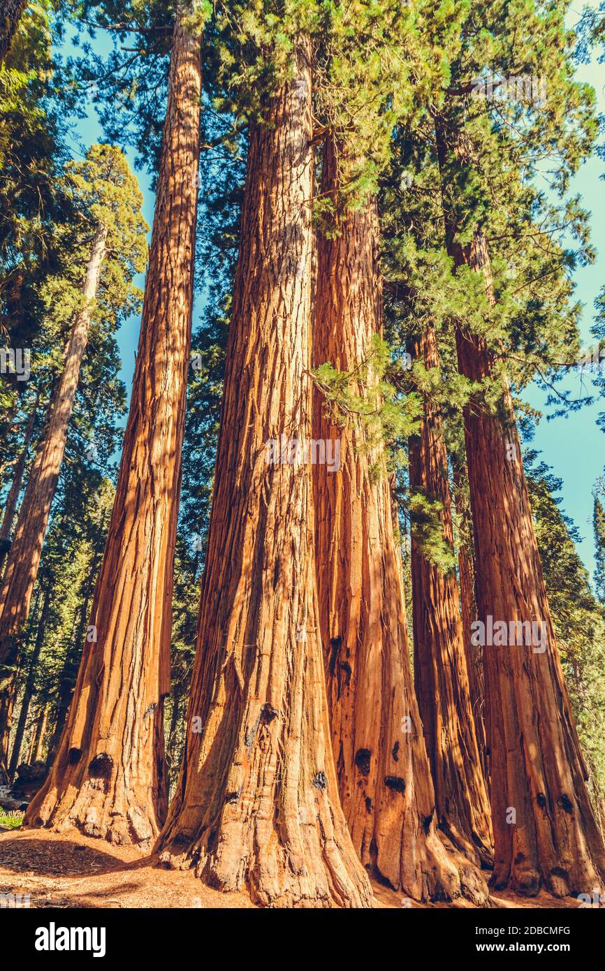 Sequoia National Park in California, USA Stock Photo - Alamy