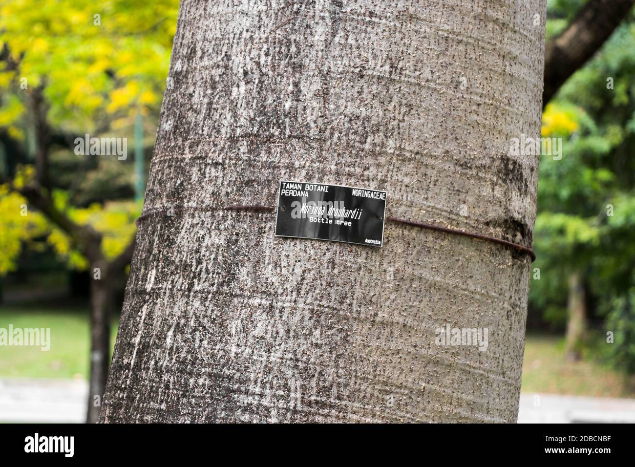 Tree trunks of moringa drouhardii bottle tree in the tropical nature in ...