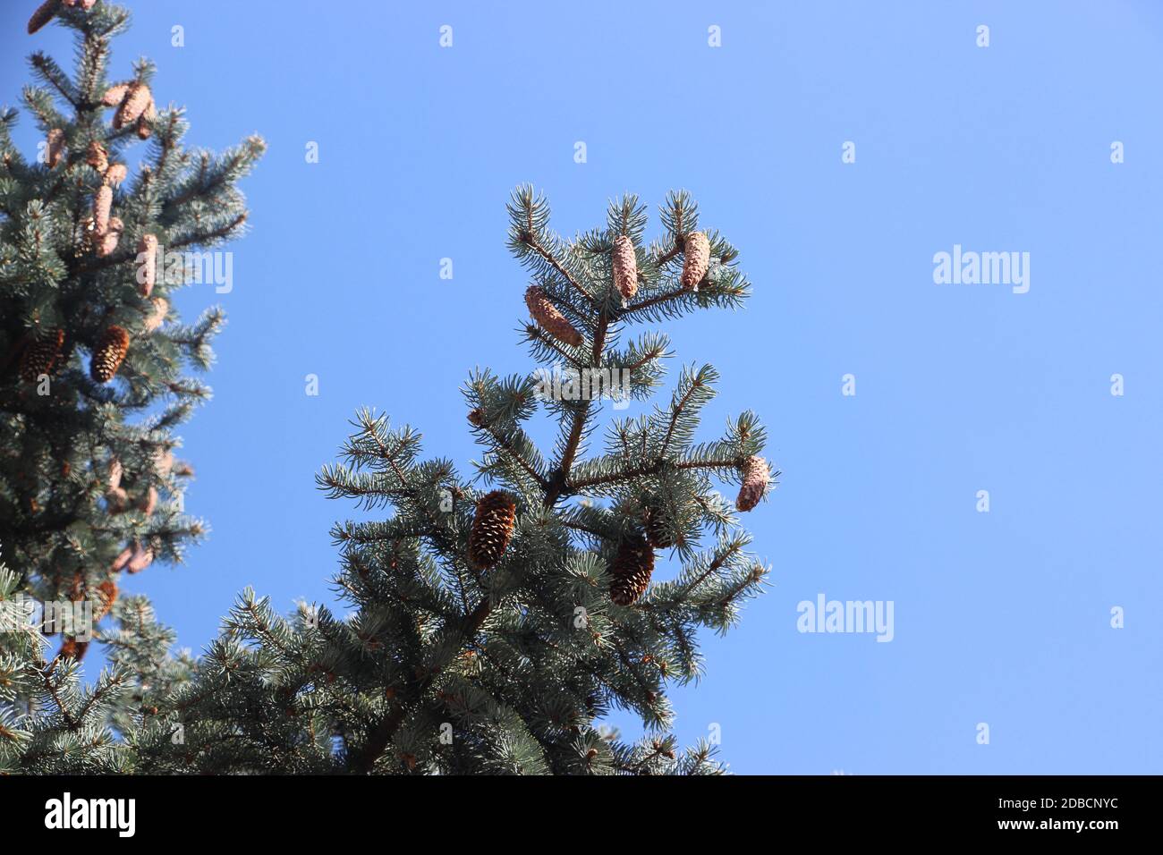 Christmas tree silver snowy frozen branches background Stock Photo - Alamy