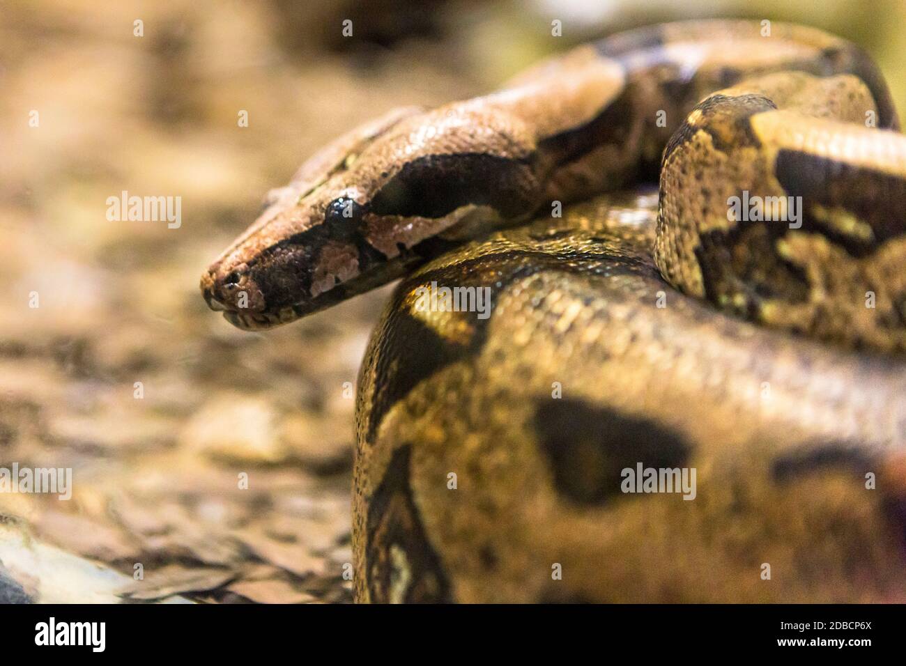 Boa constrictor, a species of large, heavy bodied snake Stock Photo - Alamy