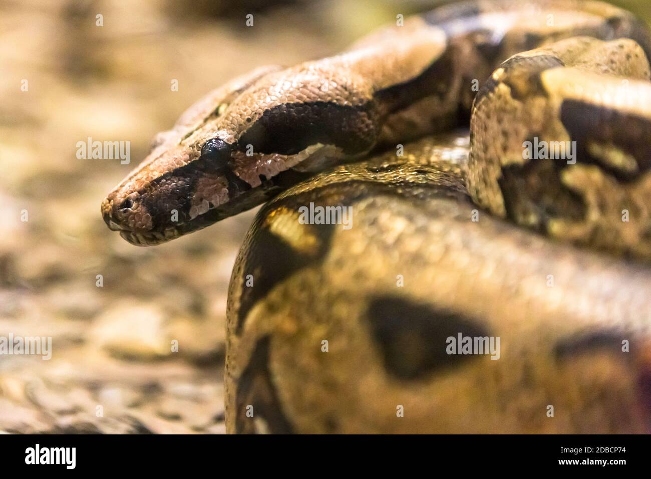 Boa constrictor, a species of large, heavy bodied snake Stock Photo - Alamy