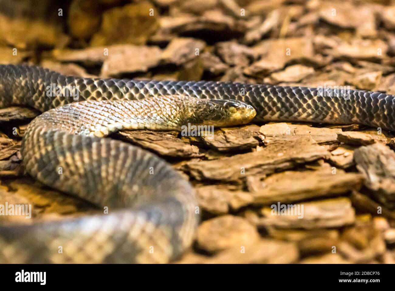 Amazon rainbow boa, one of the most beautiful snakes in the world Stock ...