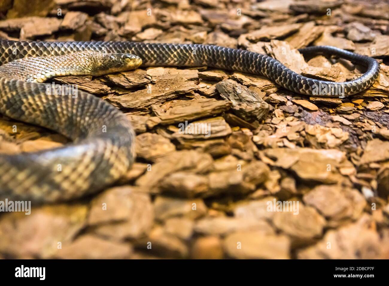 Amazon rainbow boa, one of the most beautiful snakes in the world Stock ...