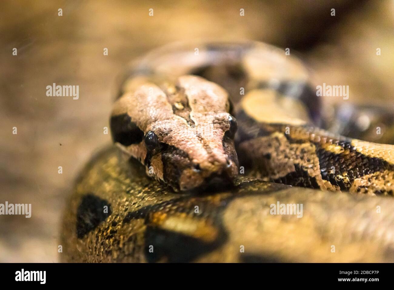 Boa constrictor, a species of large, heavy bodied snake Stock Photo - Alamy