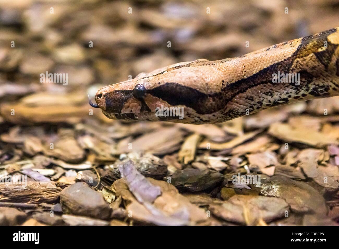 Boa constrictor, a species of large, heavy bodied snake Stock Photo - Alamy