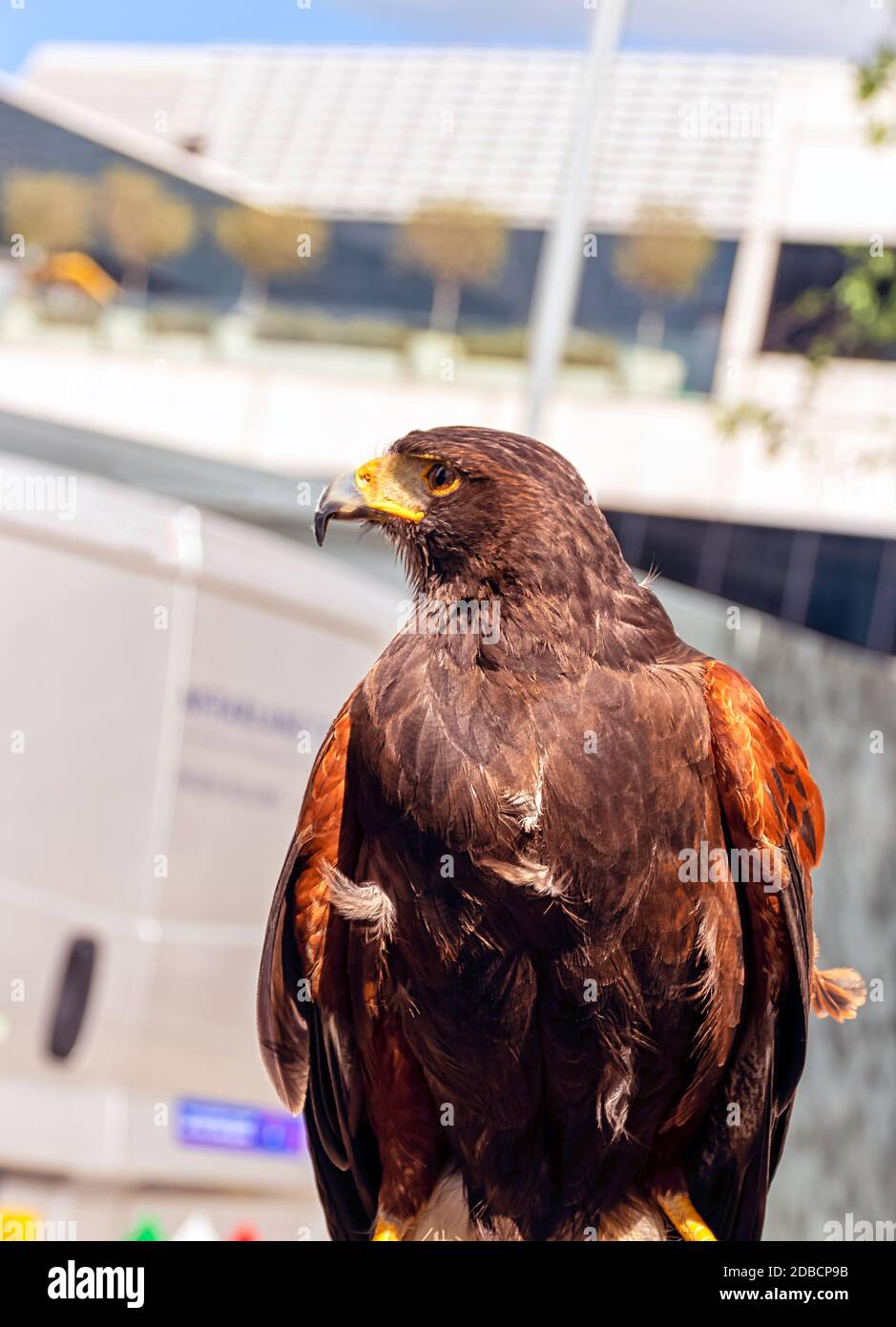 Harris's hawk (Parabuteo unicinctus) formerly known as the bay-winged ...