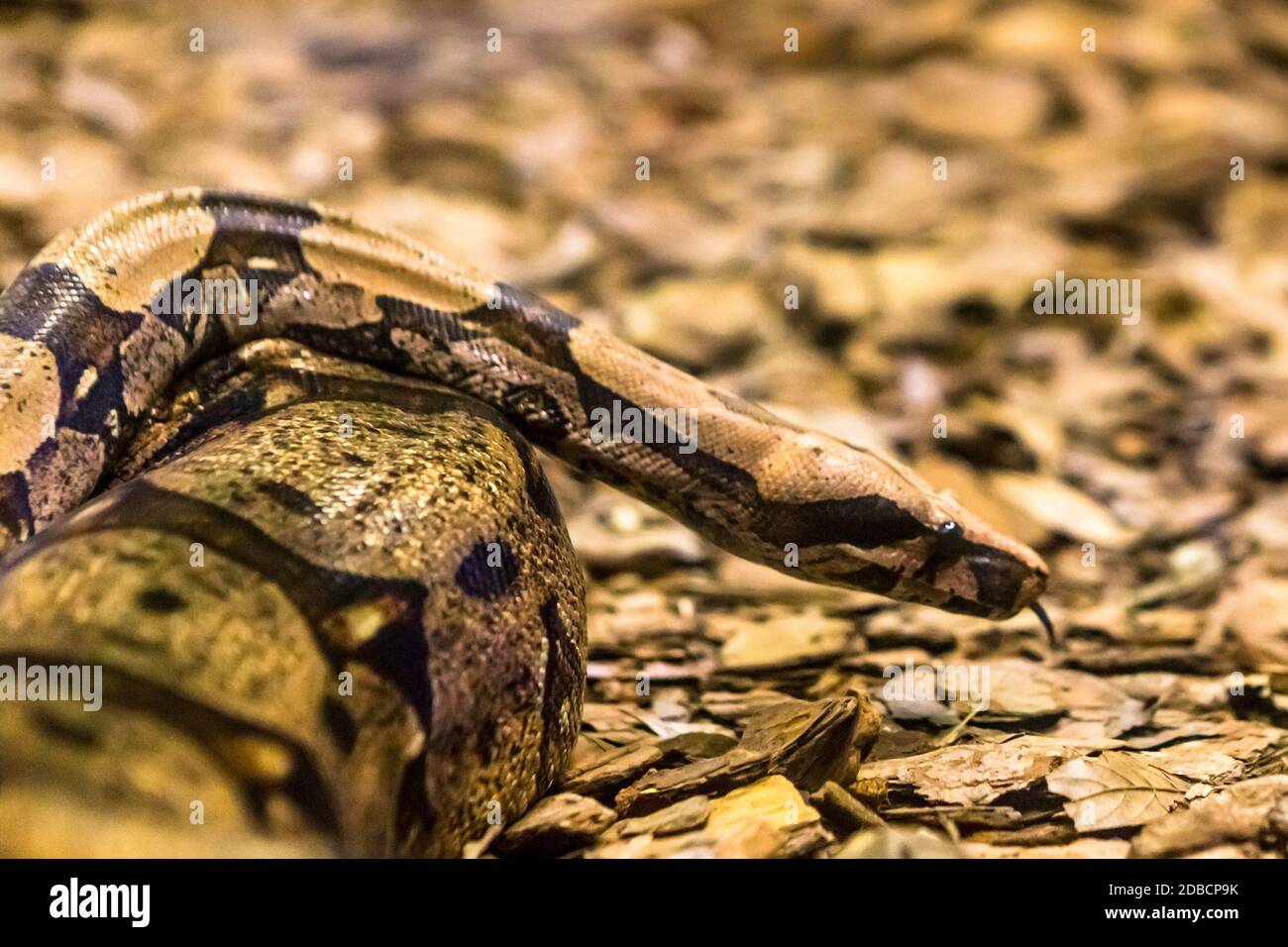 Boa constrictor, a species of large, heavy bodied snake Stock Photo - Alamy