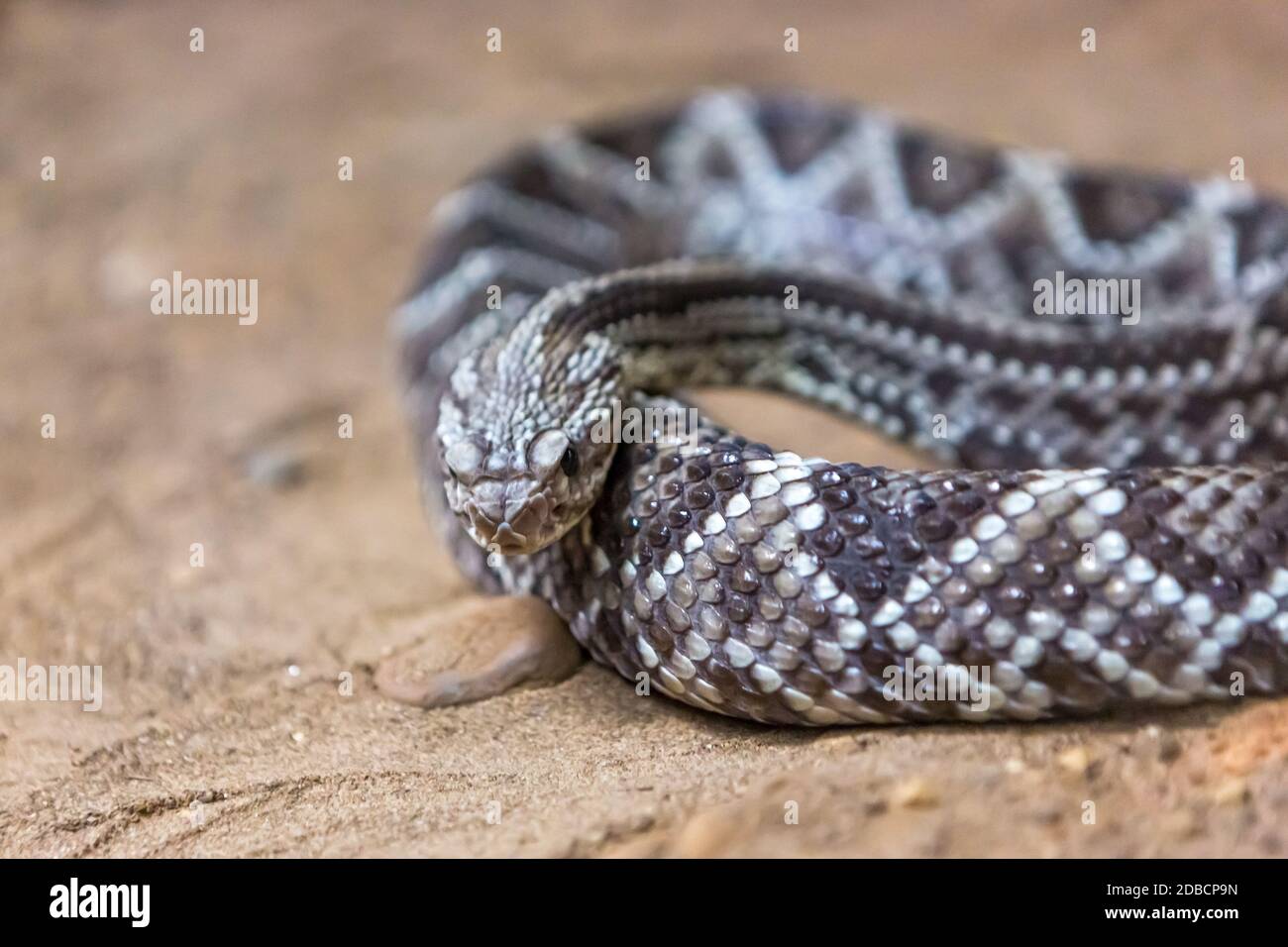 Rattlesnake, Crotalus atrox. Western Diamondback. Dangerous snake Stock ...
