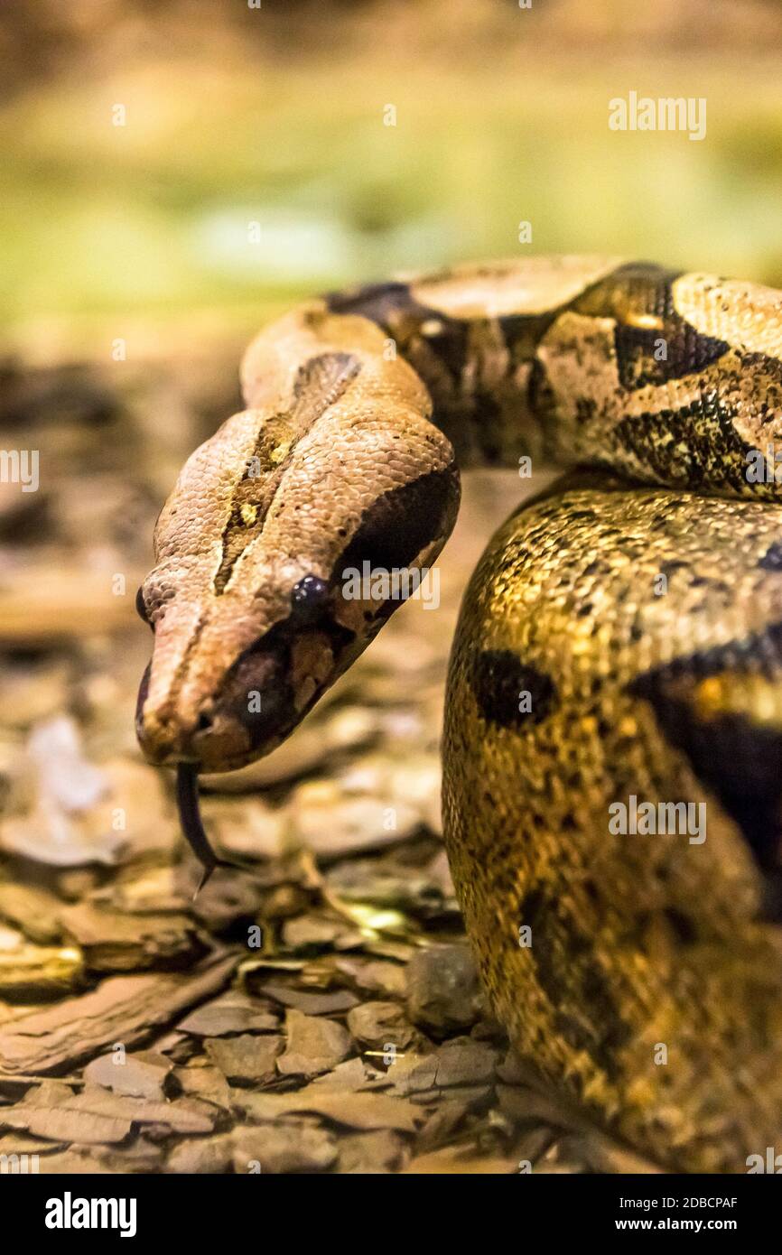 Boa constrictor, a species of large, heavy bodied snake Stock Photo - Alamy