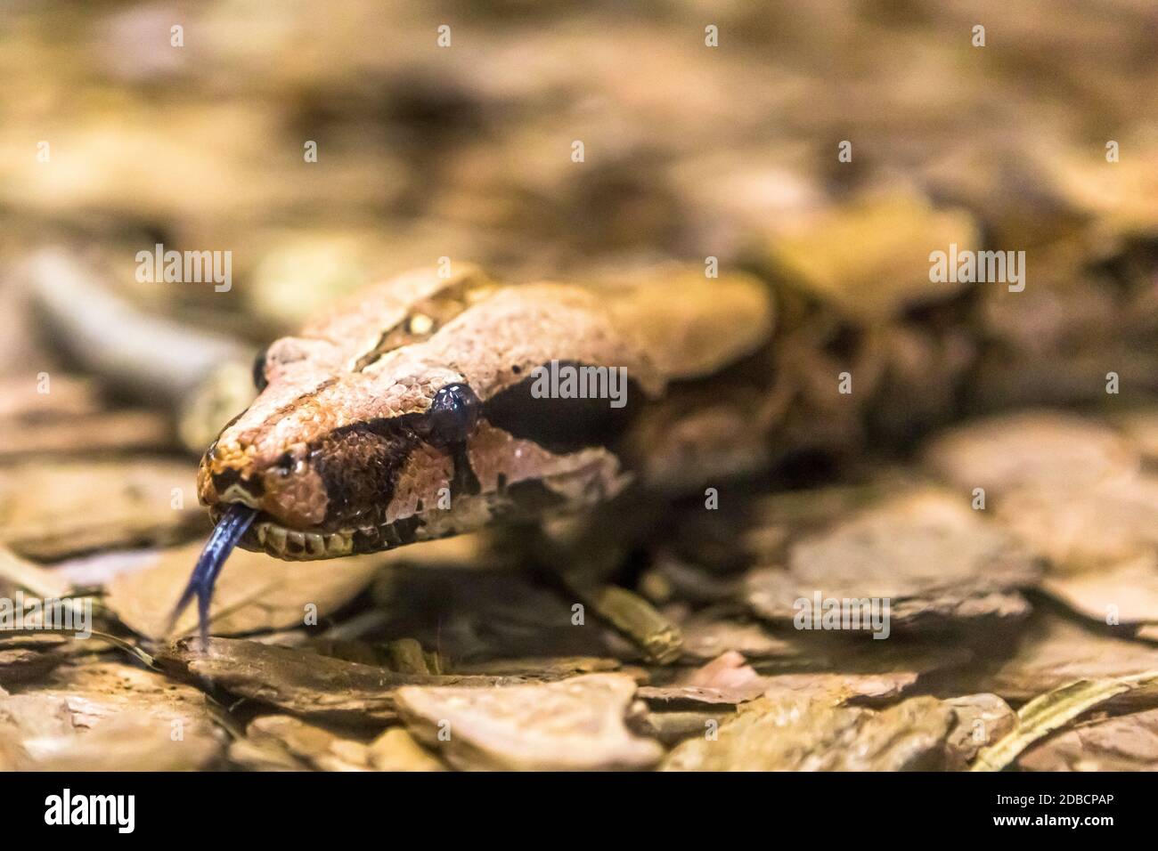 Boa constrictor, a species of large, heavy bodied snake Stock Photo - Alamy