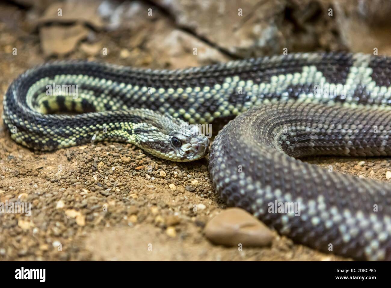 Rattlesnake, Crotalus atrox. Western Diamondback. Dangerous snake Stock ...