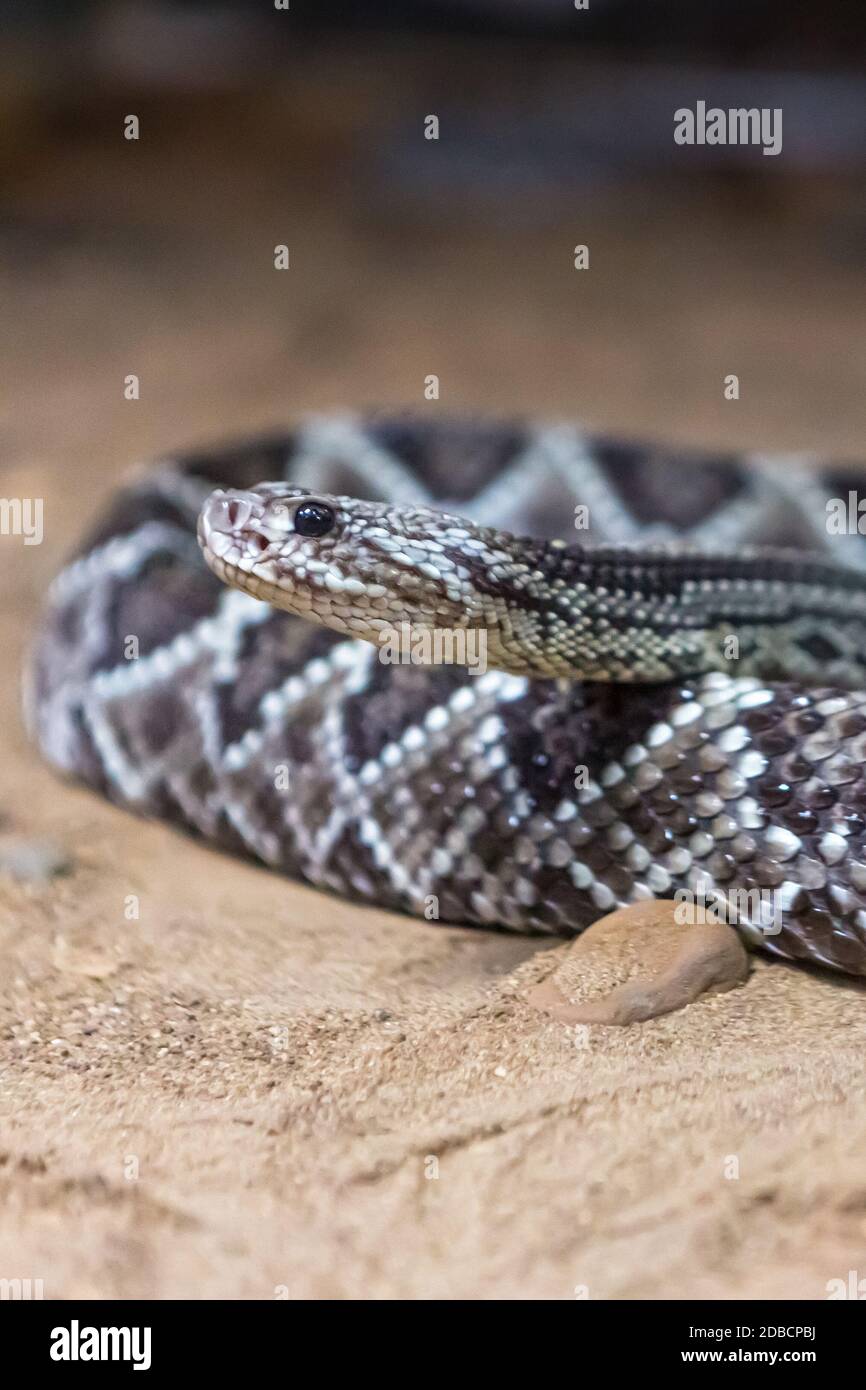 Rattlesnake, Crotalus atrox. Western Diamondback. Dangerous snake Stock ...