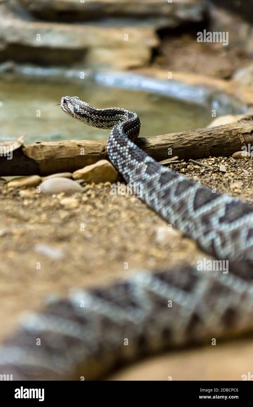 Rattlesnake, Crotalus atrox. Western Diamondback. Dangerous snake Stock ...