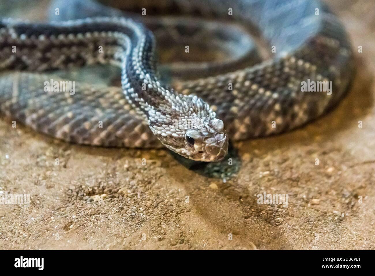 Rattlesnake, Crotalus atrox. Western Diamondback. Dangerous snake Stock ...