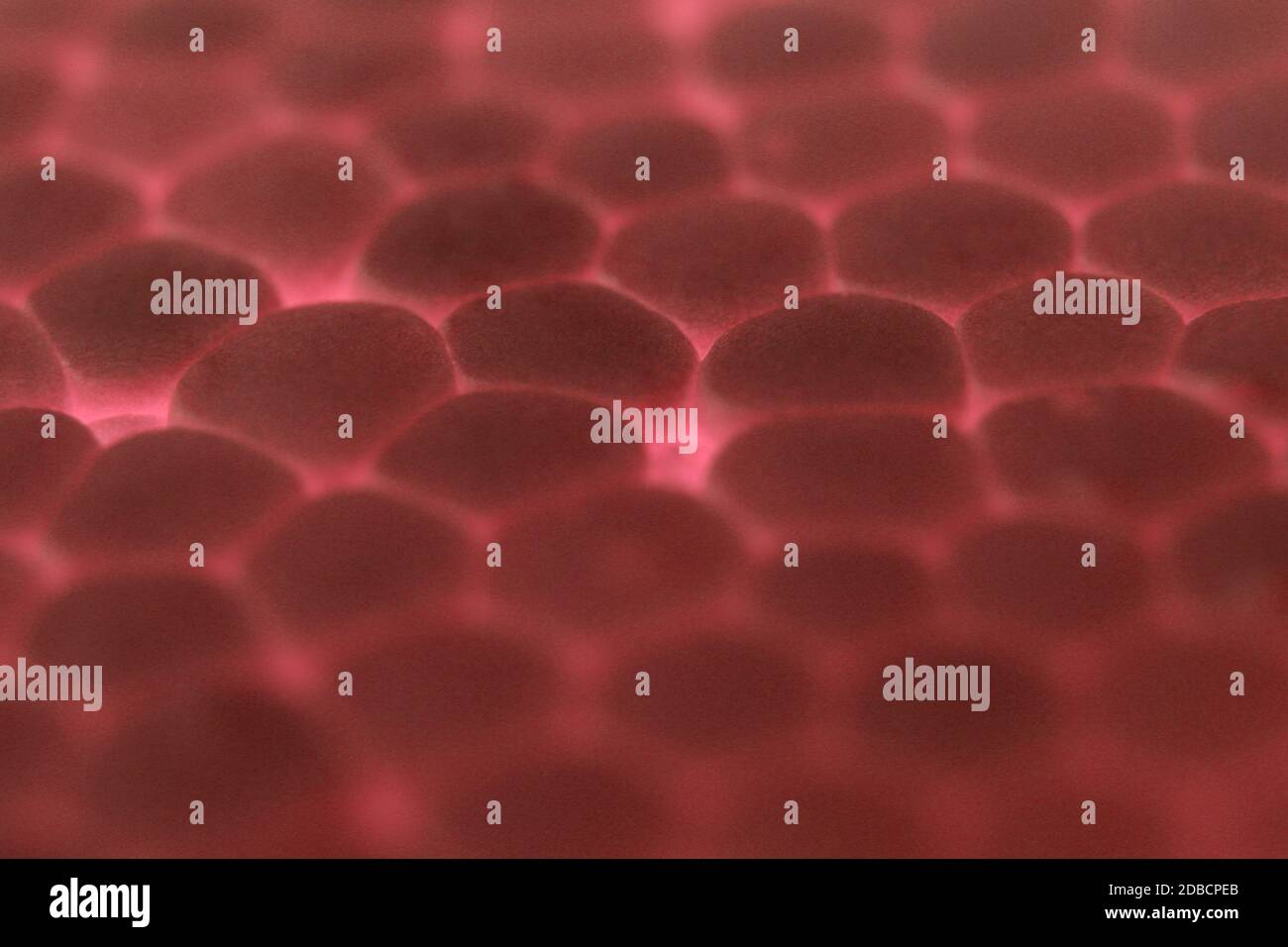 Red Foam Plastic Texture. Abstract Styrofoam Background. Macro Closeup ...