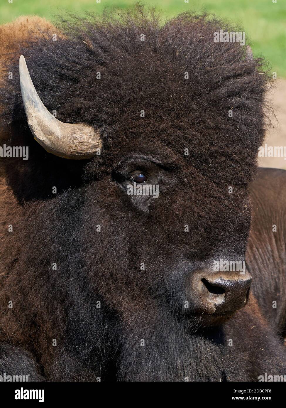 American bison in their natural habitat hi-res stock photography and ...