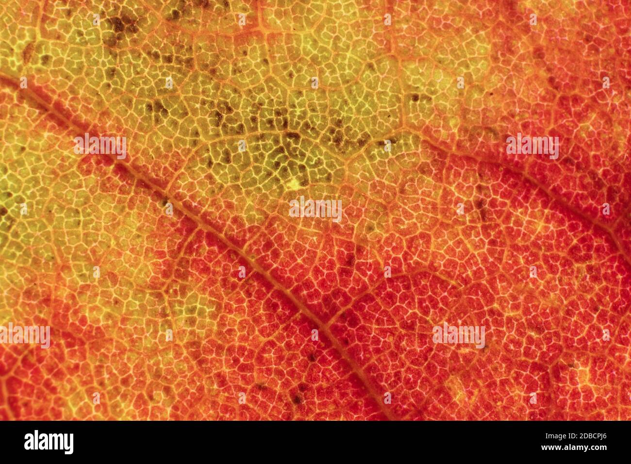 Dry Leaf Texture. Macro Closeup. Natural Organic Background ...