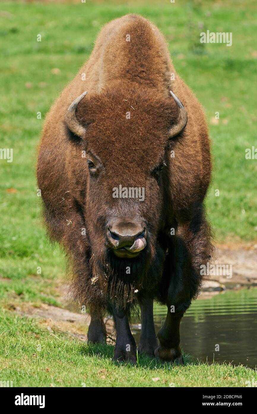 American bison in their natural habitat hi-res stock photography and ...