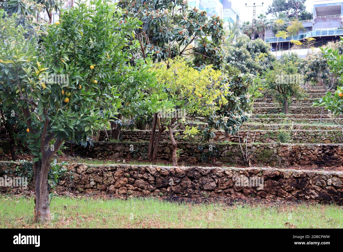Multi-level fruit tree garden with residential house on background ...