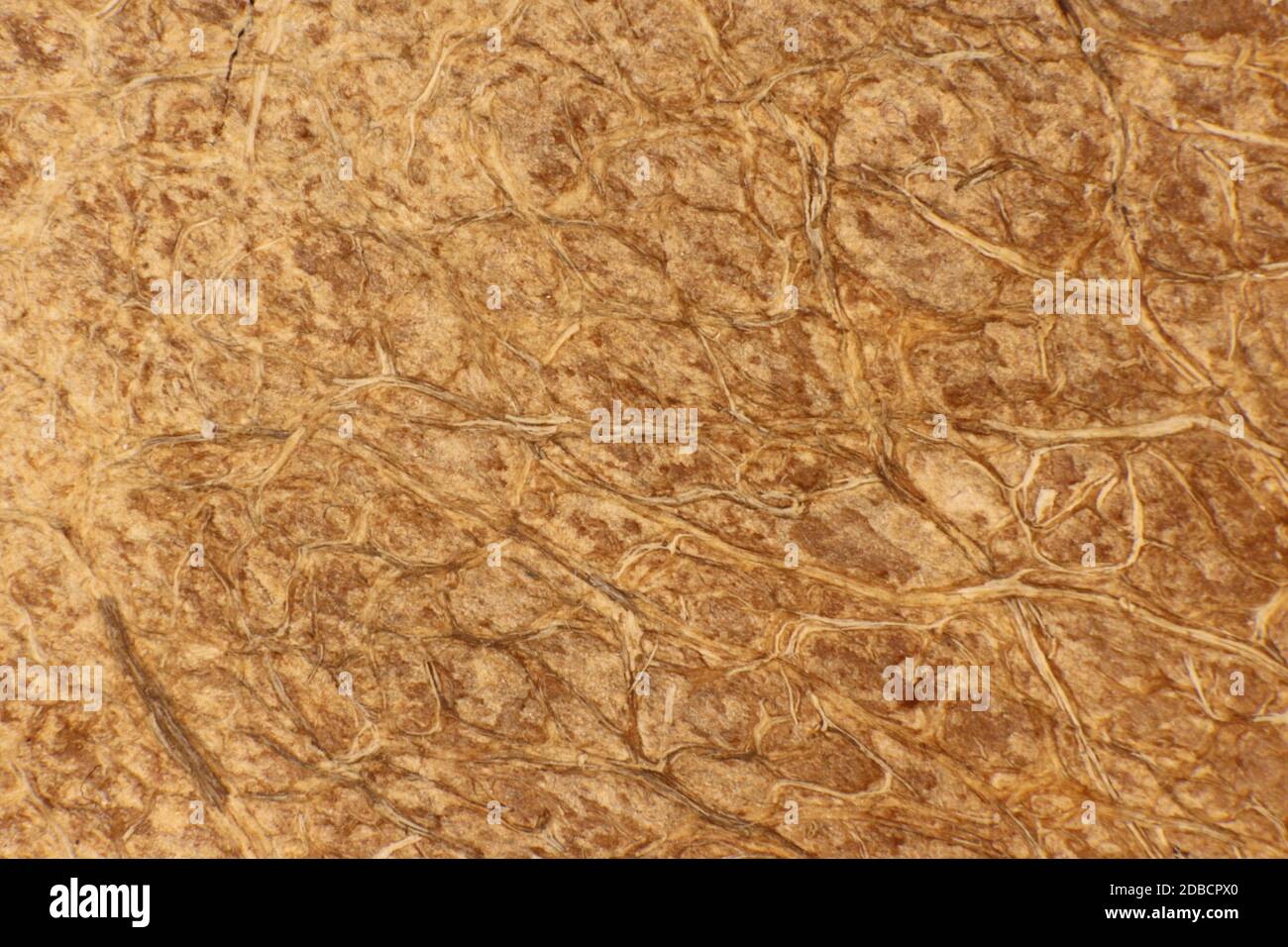 Coconut Nut Fibers Surface Texture. Natural Tropical Background. Macro ...