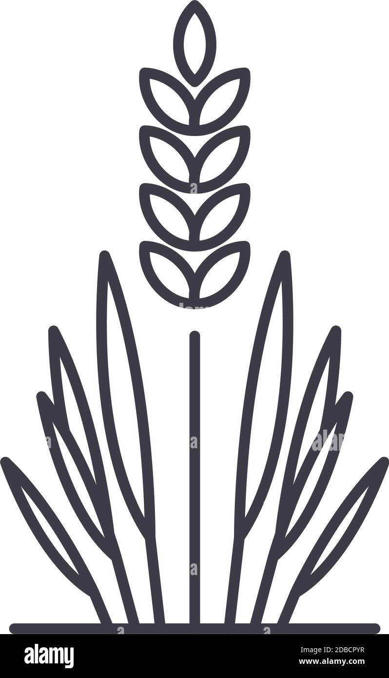 Rice plant icon, linear isolated illustration, thin line vector, web ...