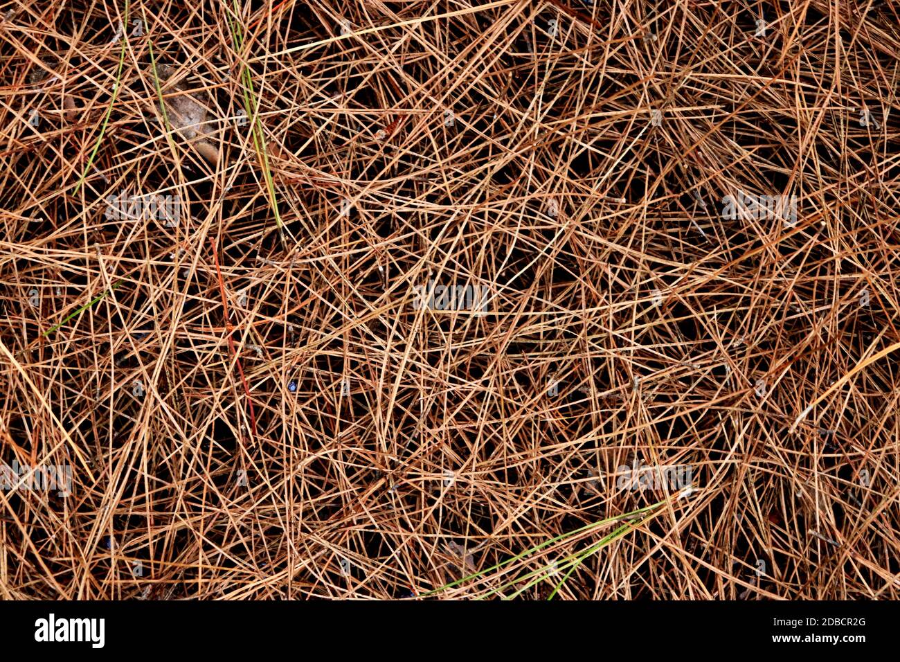 Dry pine needles texture. Forest floor backdrop. Brown dried fir ...