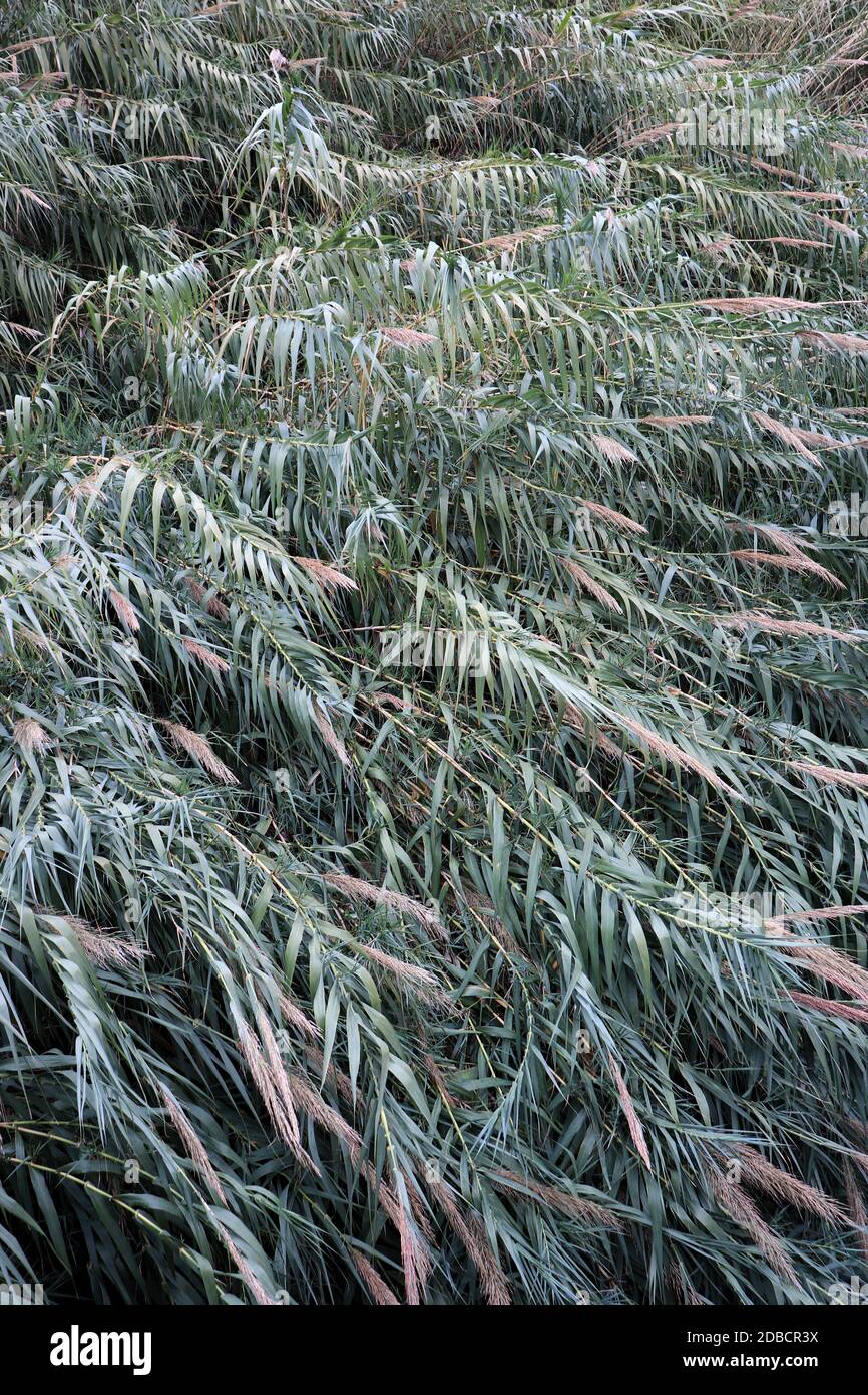Thickets of river reed background Stock Photo - Alamy