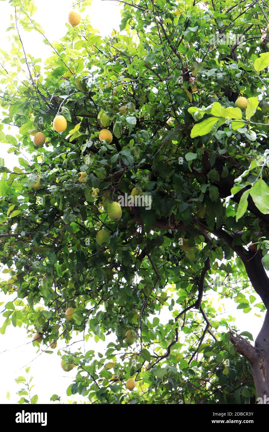 Lemon tree with fruits. Tropical citrus wood Stock Photo - Alamy
