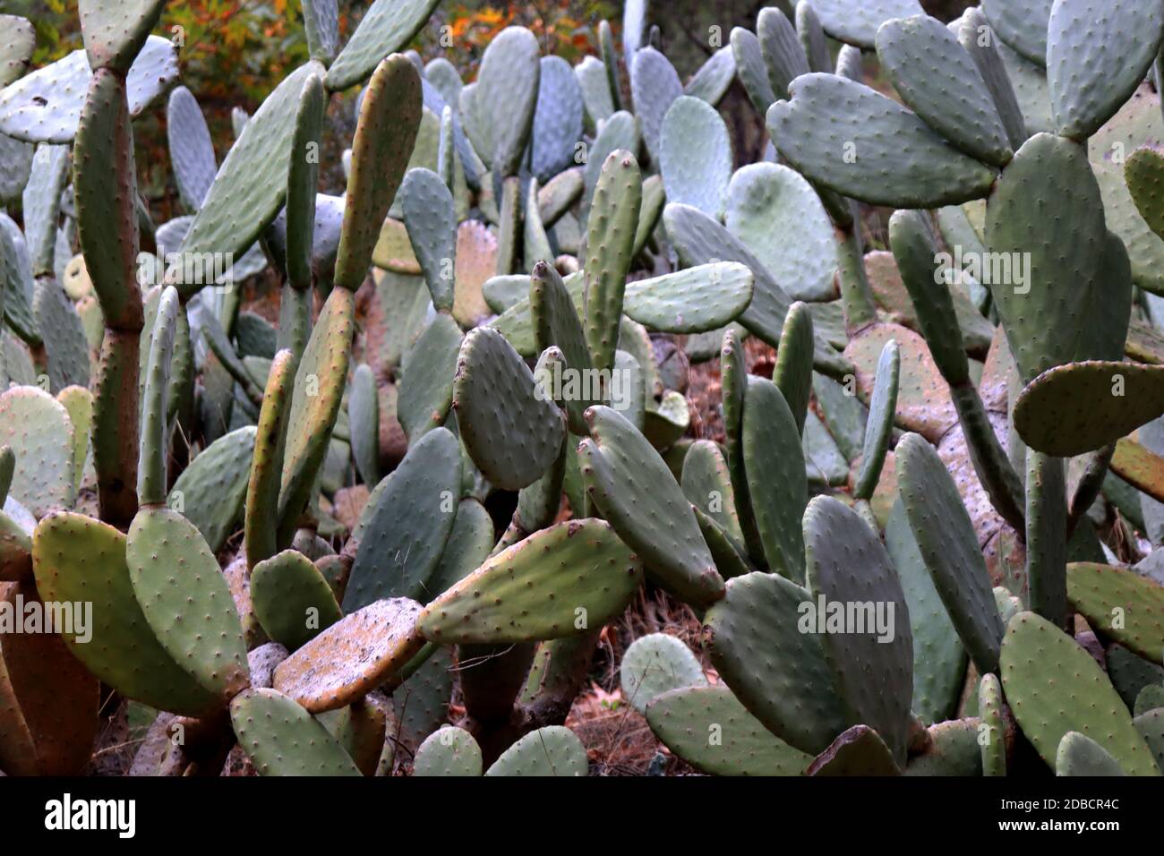 Many wild cacti background. Prickly cactus texture Stock Photo - Alamy