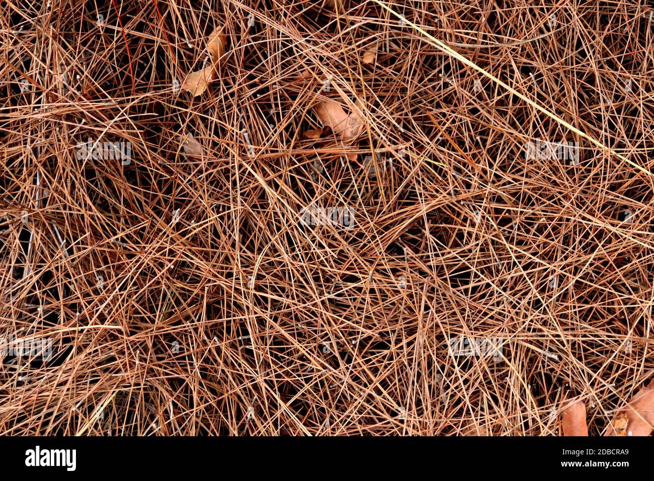 Dry pine needles texture. Forest floor backdrop. Brown dried fir ...