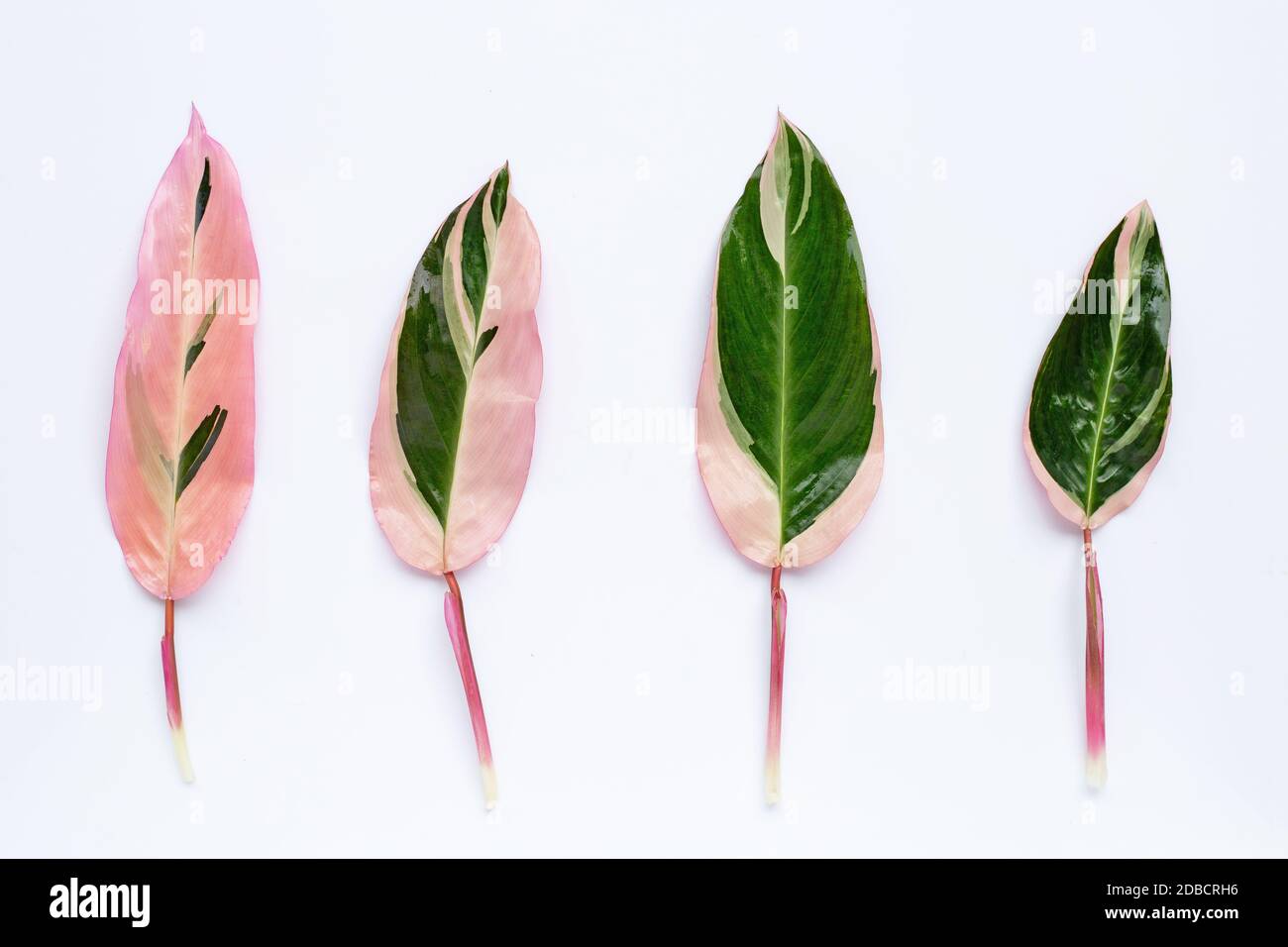 Ping green calathea leaves on white background. Top view Stock Photo ...