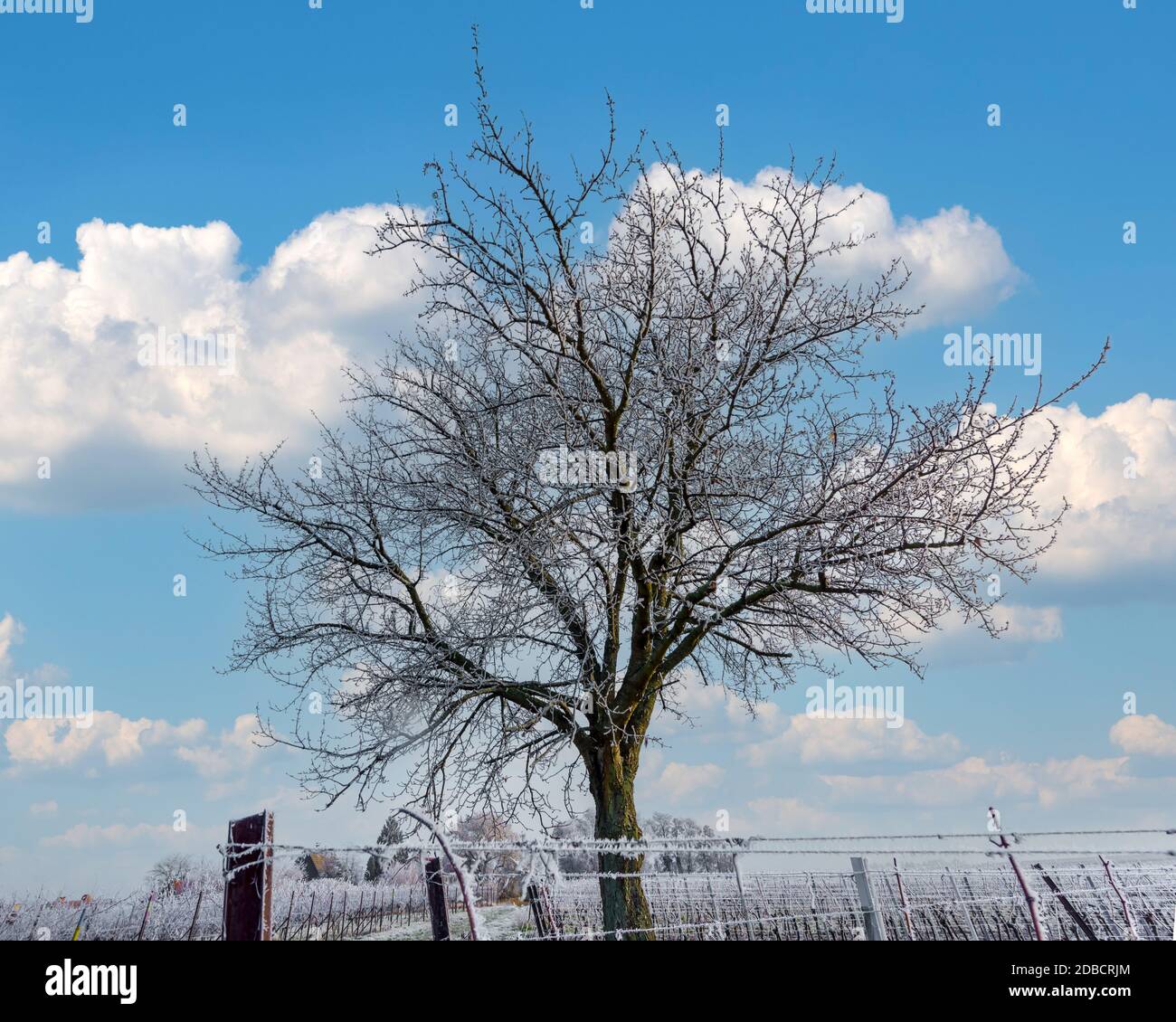 Grape vines and old walnut tree in frost Stock Photo - Alamy
