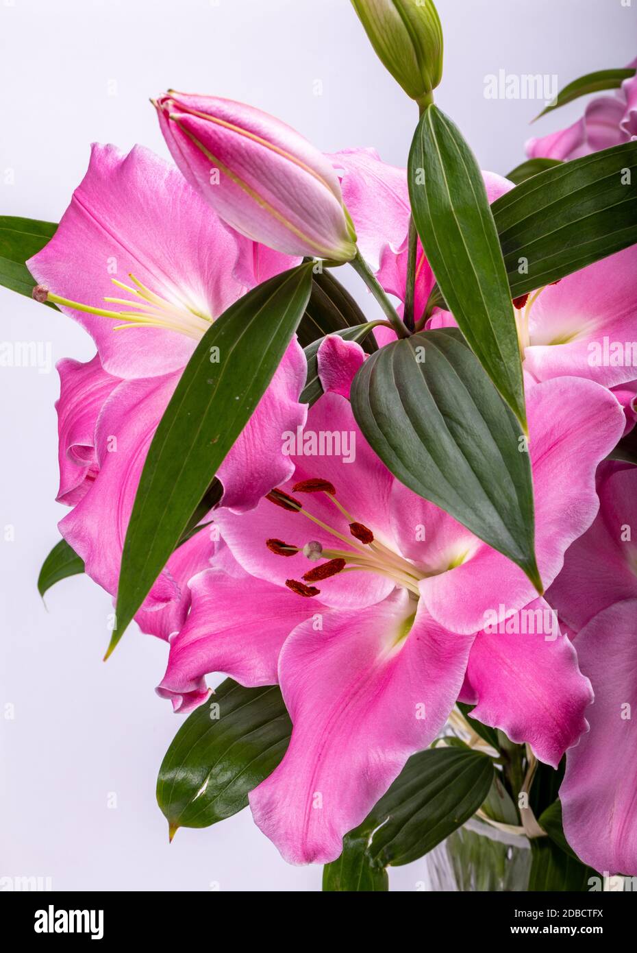 Close-up of pink liles flowers. Common names for species in this genus ...