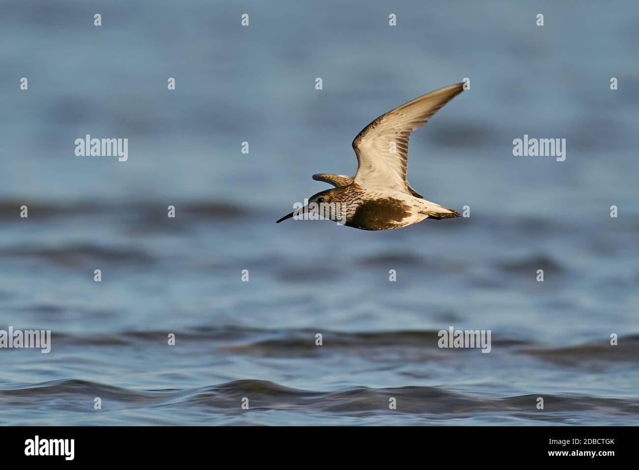 Dunlin in flight in its natural enviroment in Denmark Stock Photo - Alamy