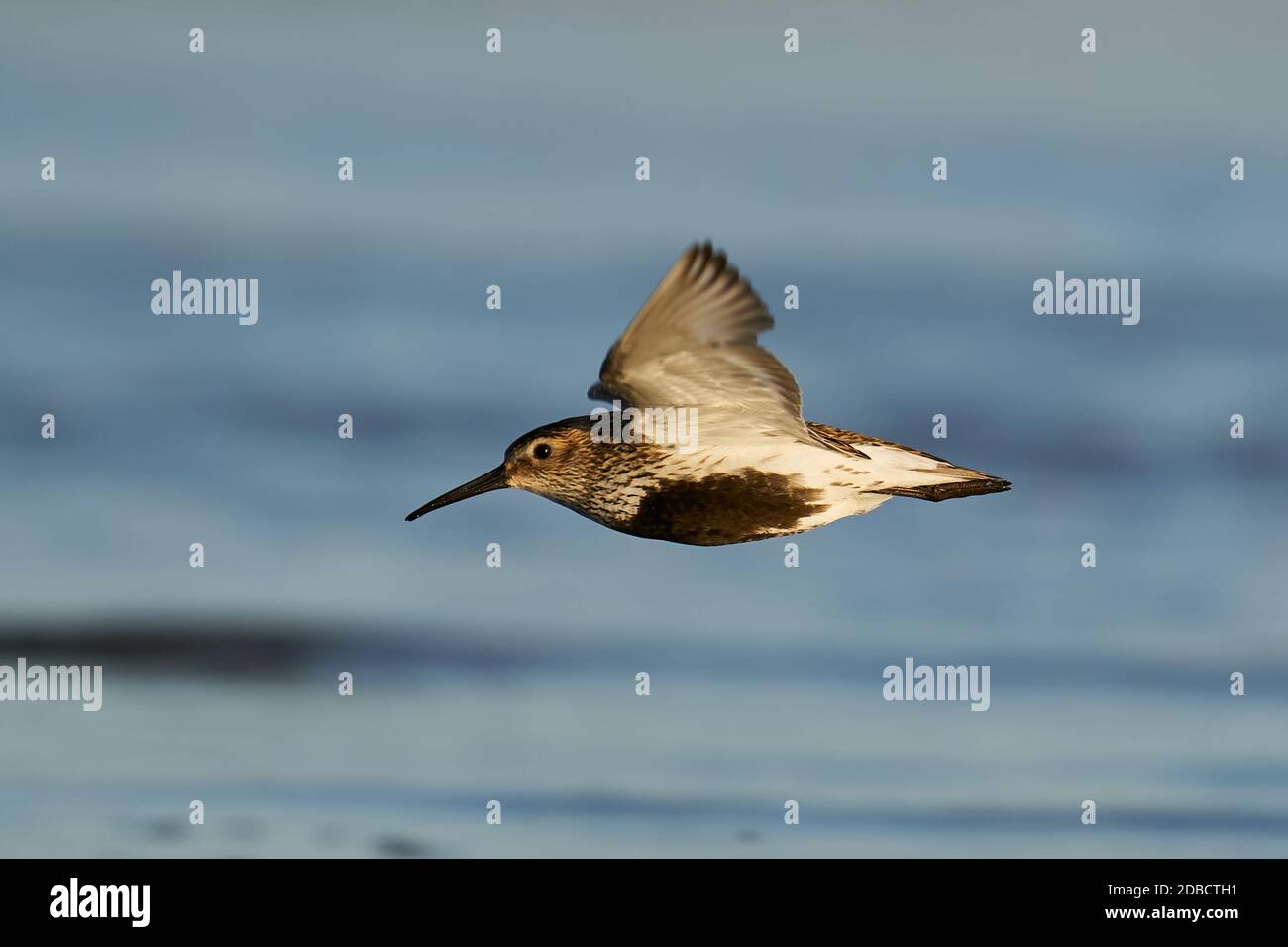 Dunlin in flight hi-res stock photography and images - Alamy