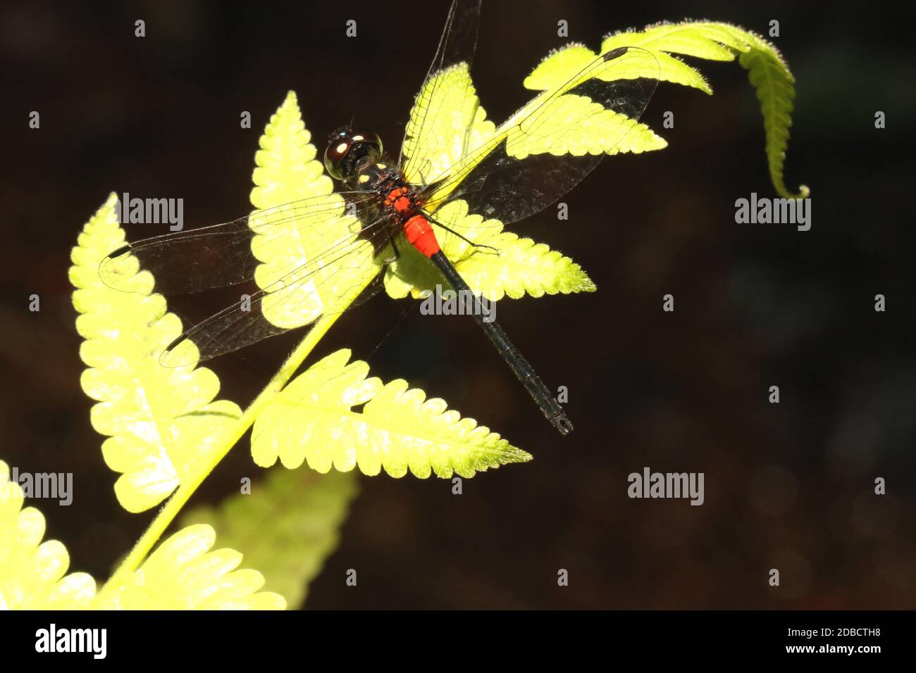 Someshwara wildlife sanctuary hi-res stock photography and images - Alamy
