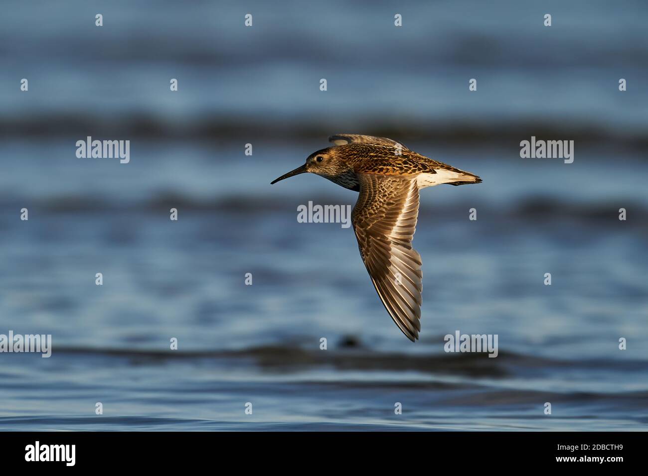 Dunlin in flight hi-res stock photography and images - Alamy