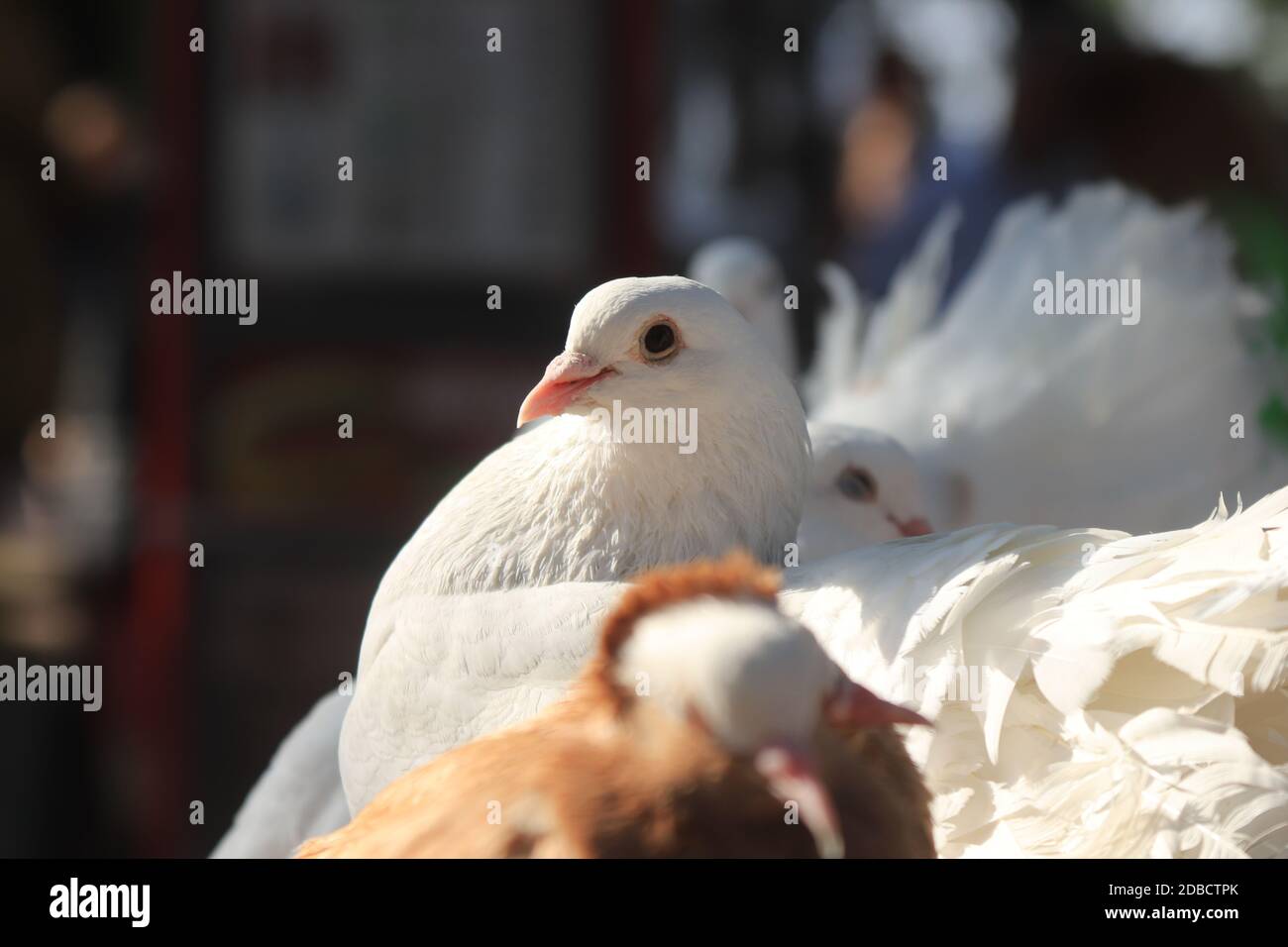 White pigeon sitting with others pigeons and posing on camera Stock ...