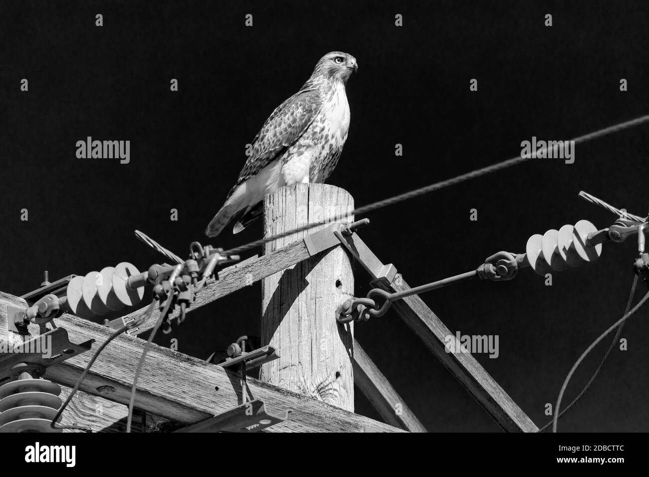 Hawk on a utility pole in Van Buren County, Iowa Stock Photo - Alamy