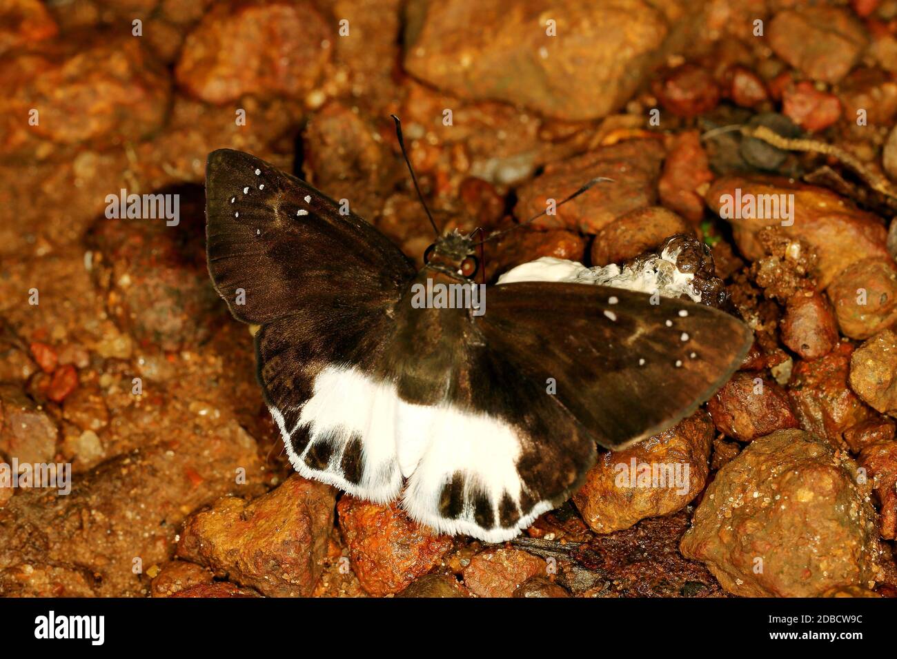 Water snow flat butterfly, Tagiades litigiosa, Kudremukh Wildlife ...