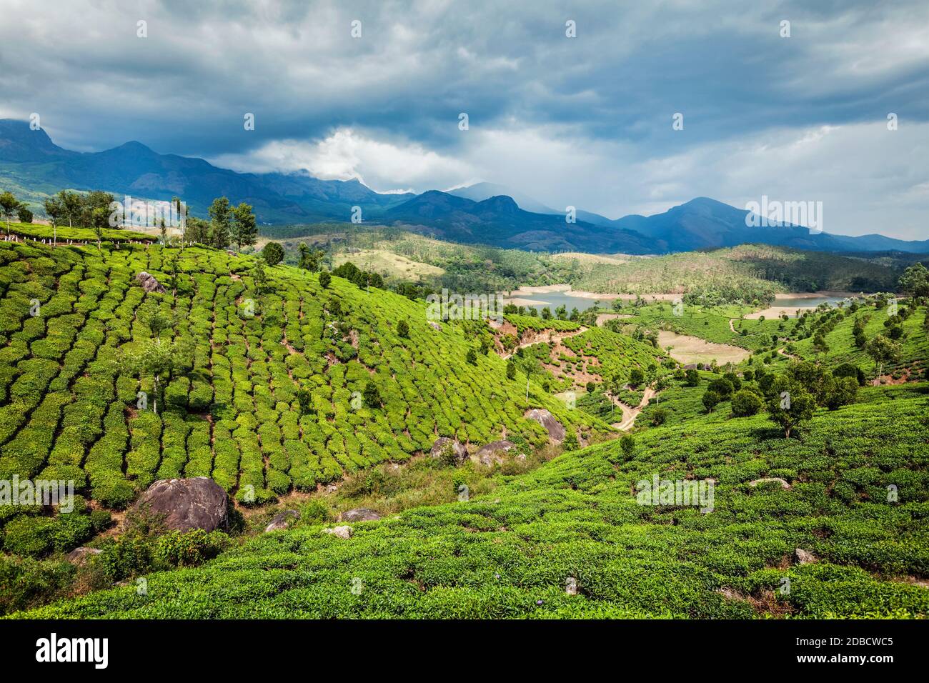 Tea plantations on hills surrounding beautiful small Indian town Munnar ...