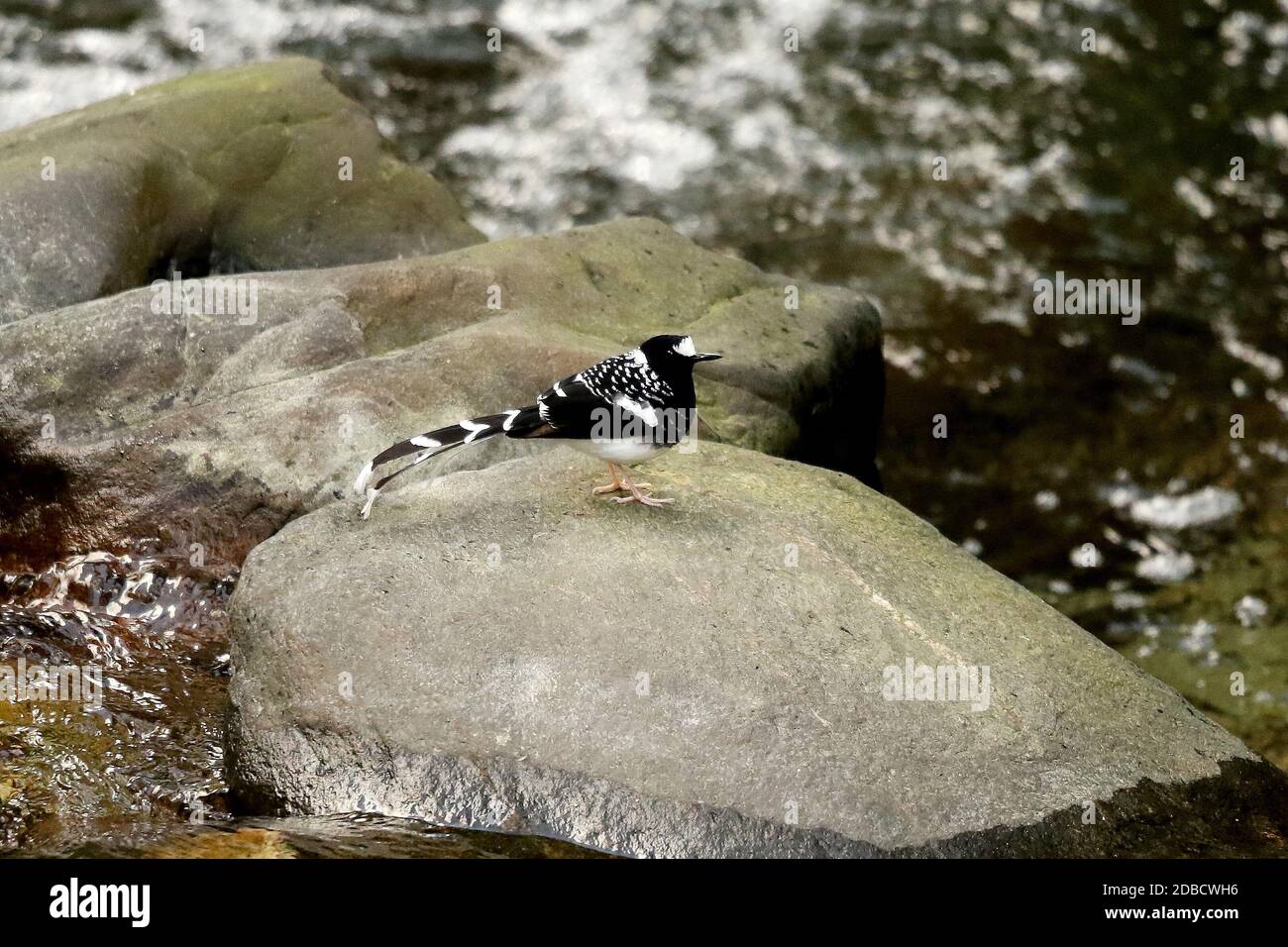 Spotted Fork Tail, Enicurus maculatus, Sattal, Uttarakhand, India Stock ...