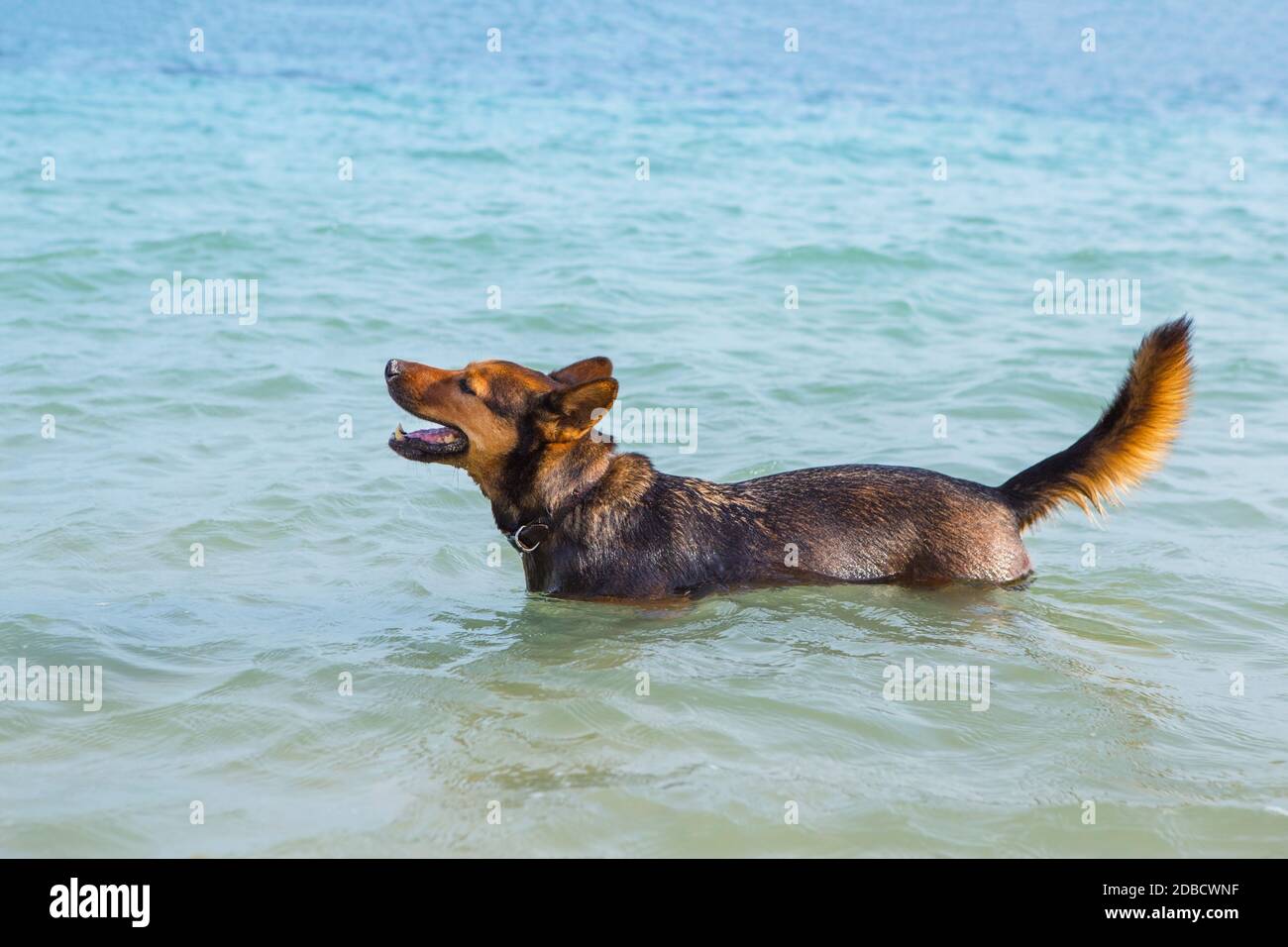 Happy dog swimming in the sea Stock Photo - Alamy