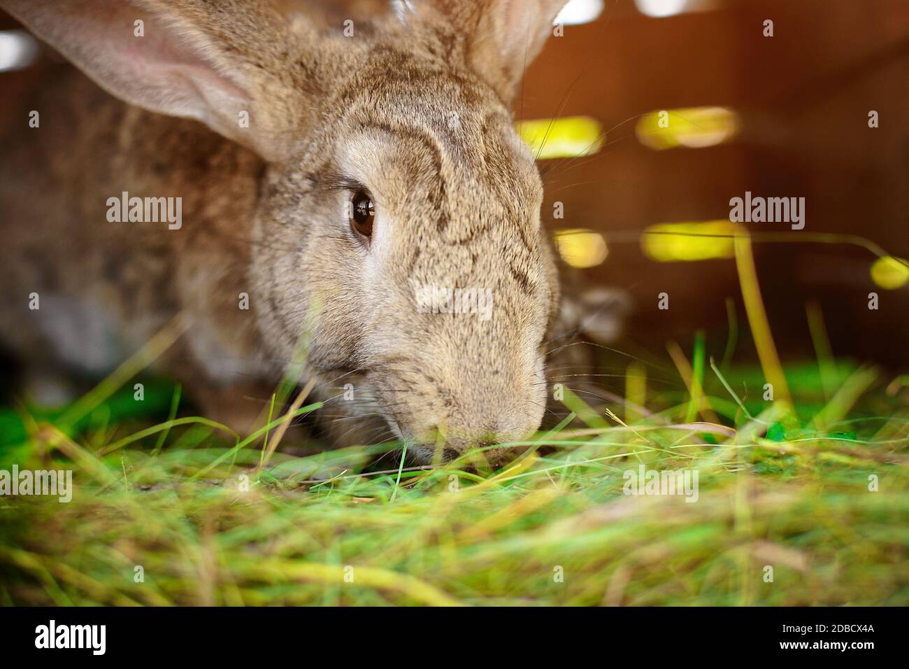Wooden cage hi-res stock photography and images - Alamy