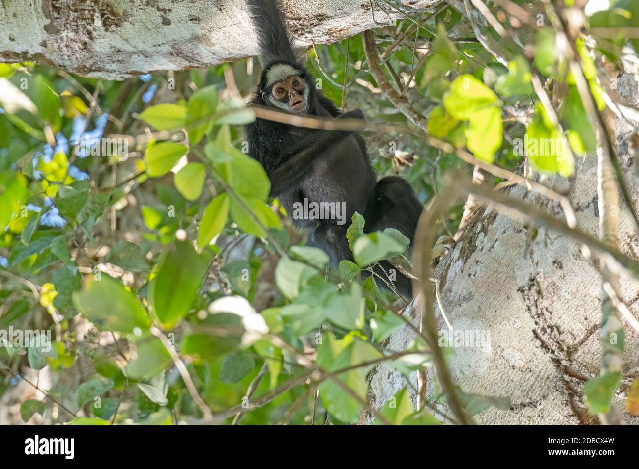 White Cheeked Spider Monkey in the Rainforest near Cristalino Lodge in ...