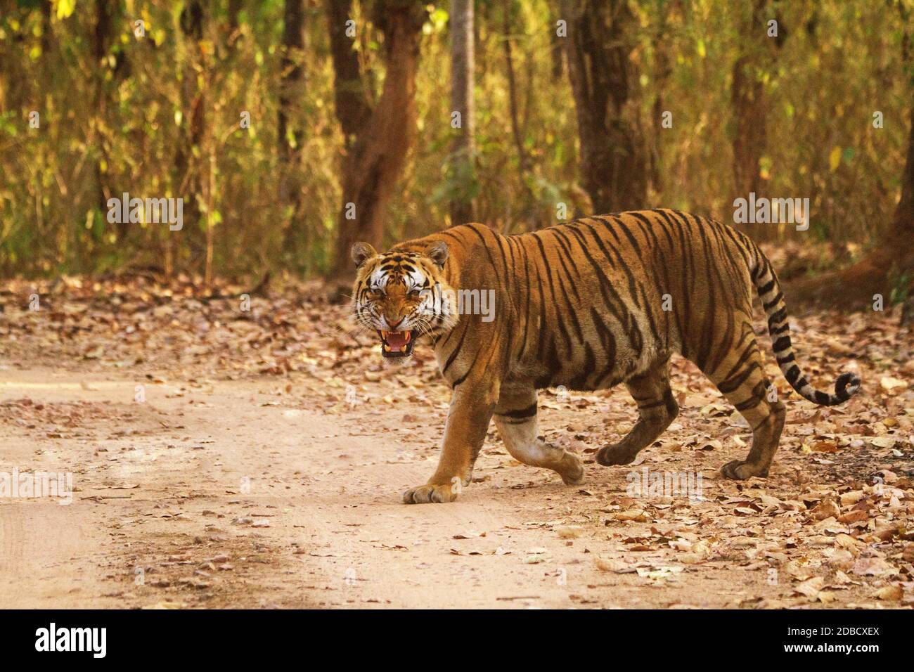 Tiger crossing the road hi-res stock photography and images - Alamy
