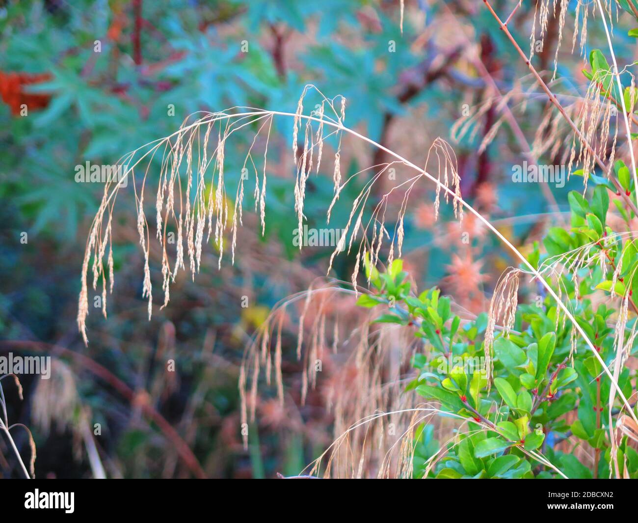 Single grass stem in early morning sunshine Stock Photo - Alamy