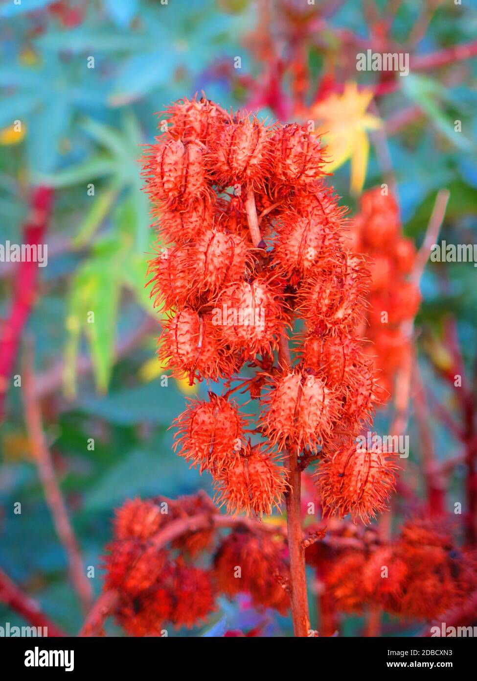 Prickly seed pods hi-res stock photography and images - Alamy