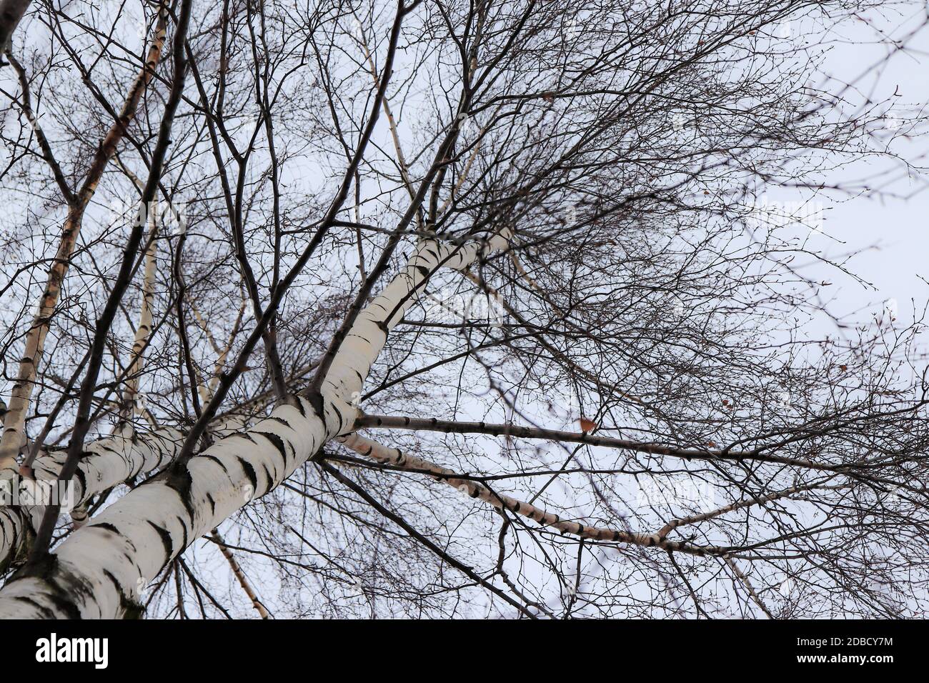 Birch tree crown of the trunk rushes up. Birch branches with fallen ...