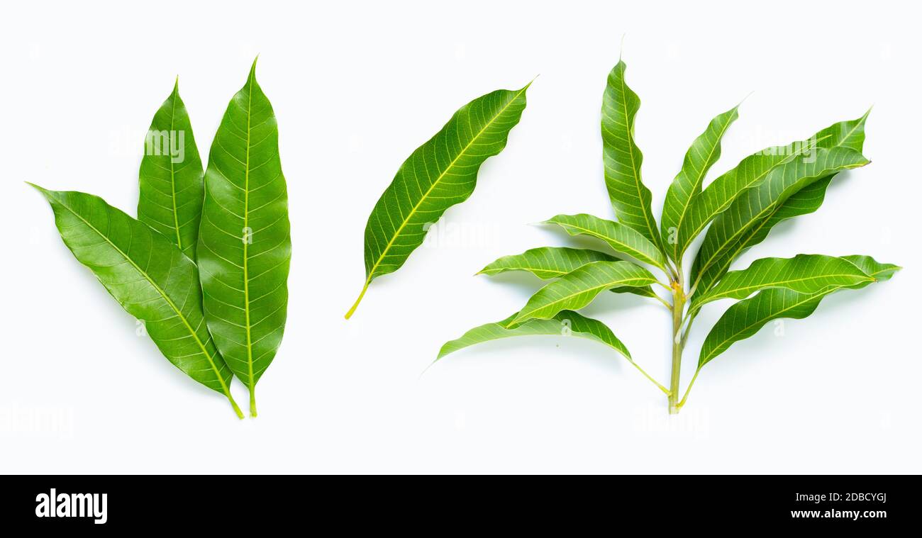Fresh mango young leaves Cut Out Stock Images & Pictures - Alamy